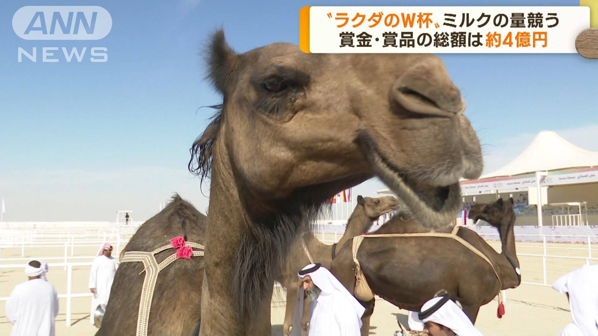 カタールで“ラクダのW杯” ミルクの量など競う