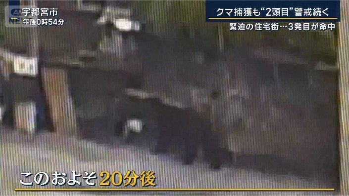 【画像まとめ】住宅街でクマ捕獲も…“もう1頭”いる可能性 住民の不安続く 宇都宮