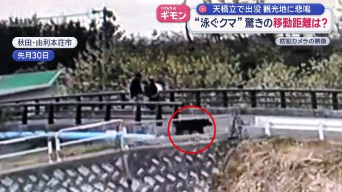 【画像まとめ】日本三景でも“泳ぐクマ” 移動距離どのくらい？
