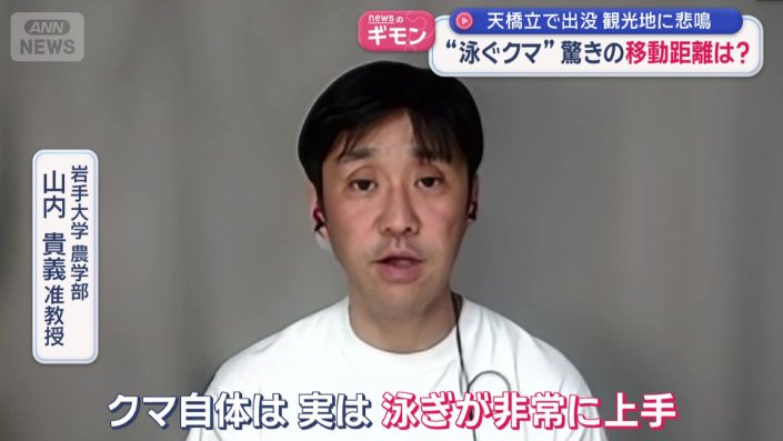 【画像まとめ】日本三景でも“泳ぐクマ” 移動距離どのくらい？