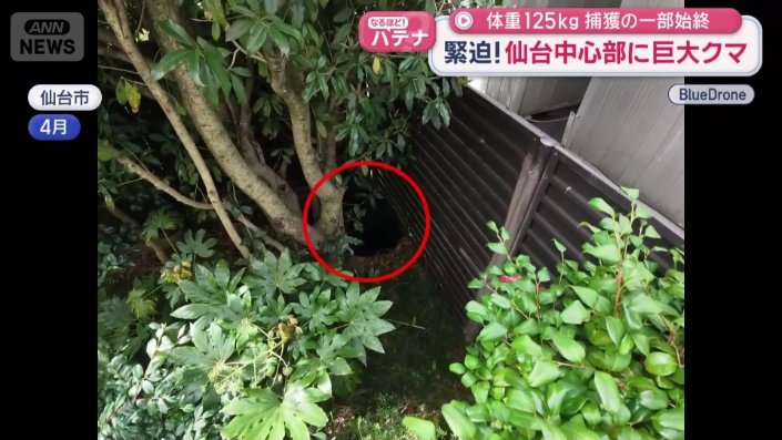 【画像まとめ】緊迫！仙台市の中心部に巨大クマ なぜ？市街地に“3つの特徴”